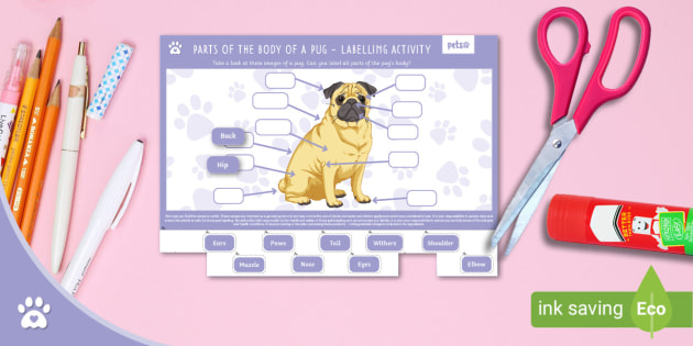 Parts of the Body of a Pug - Labelling Activity Sheet - Pets