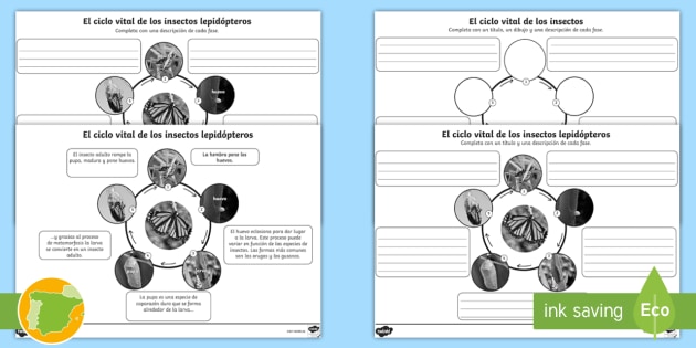 Ficha de actividad: El ciclo vital de los insectos lepidópteros