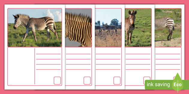 FREE! - Mountain Zebra Postcards (teacher made)