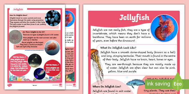 Jellyfish Facts for Kids - Twinkl Homework Help - Twinkl