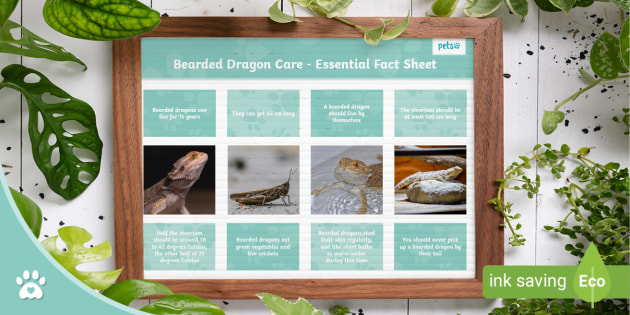 Bearded Dragon Care - Essential Fact Sheet (teacher made)