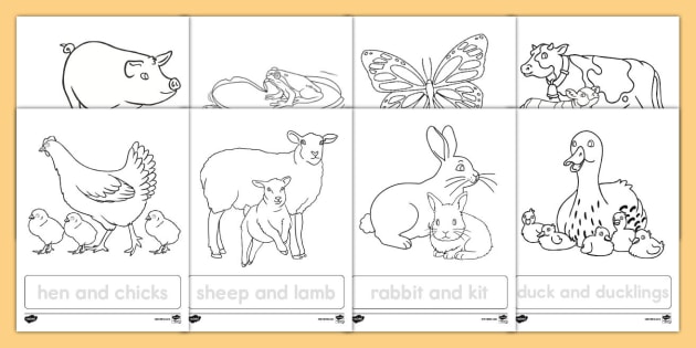 coloring pages of animals and their homes