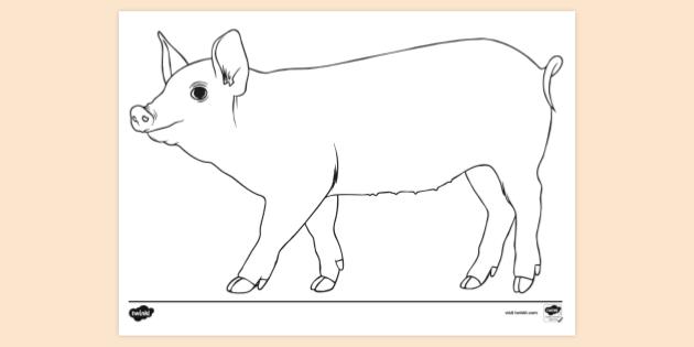 FREE! - Pig Colouring Sheet | Colouring Pages (teacher made)