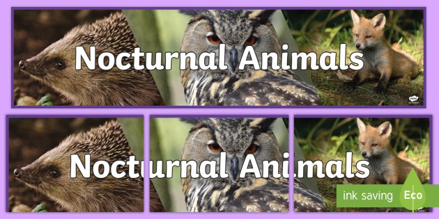 Nocturnal Animals Photo Banner (teacher made)