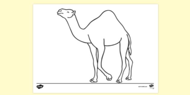 FREE! - Camel Colouring Sheet (teacher made)