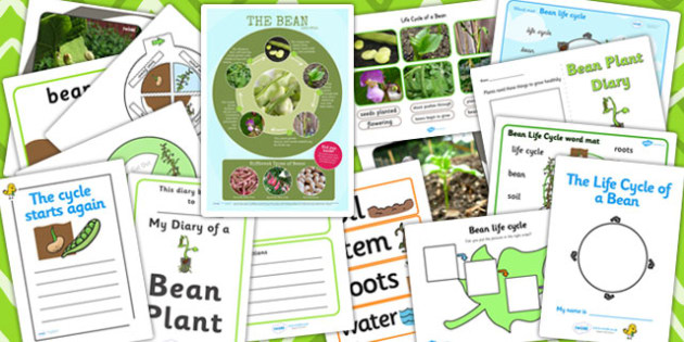 Bean Life Cycle Resource Pack (teacher made)