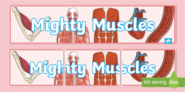 Mighty Muscles Display Banner (teacher made)