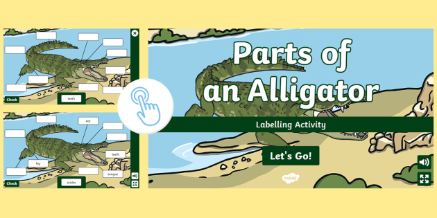 Alligator Facts for Kids - Twinkl Homework Help - Twinkl