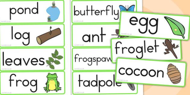 Life Cycle Word Cards (teacher made)