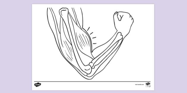 FREE! - Throbbing Arm Muscle Colouring Sheet | Colouring Sheets