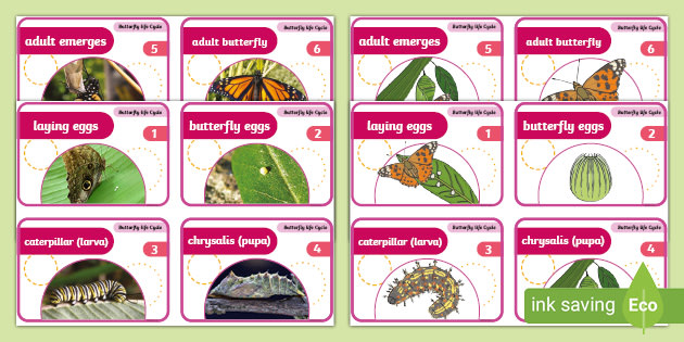 Butterfly Life Cycle Flashcards | F - 2 | Teaching Resources