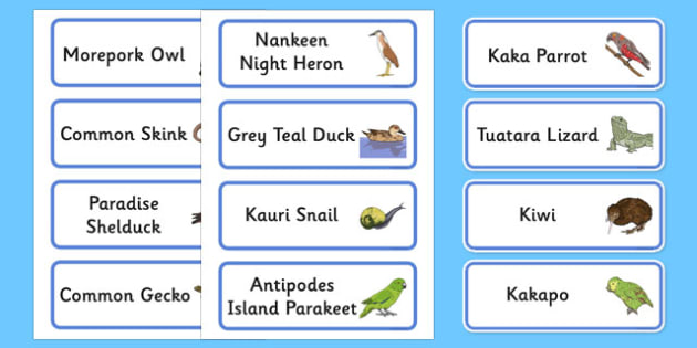 New Zealand Animals Word Cards (teacher made)
