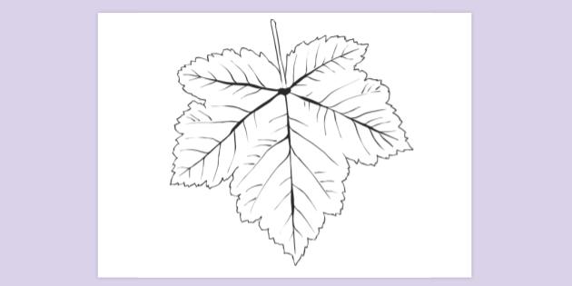 FREE! - Douglas Maple Colouring Sheet | Colouring Sheets