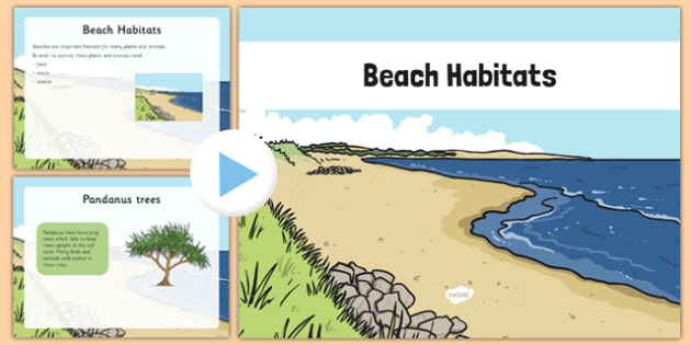 Australian Beach Habitat PowerPoint - australia, Science, Year 1, Habitats