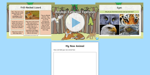 Animal External Features STEM Activity Pack