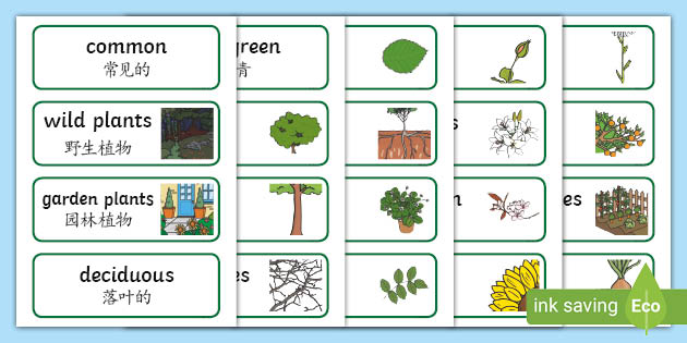 Year 1 Plants Scientific Vocabulary Cards - English/Mandarin Chinese