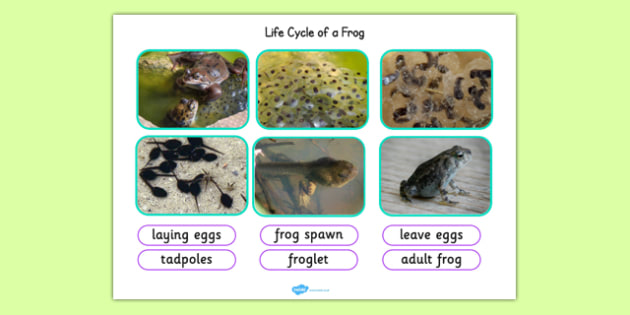 Life Cycle of a Frog Photo Cut Out Pack