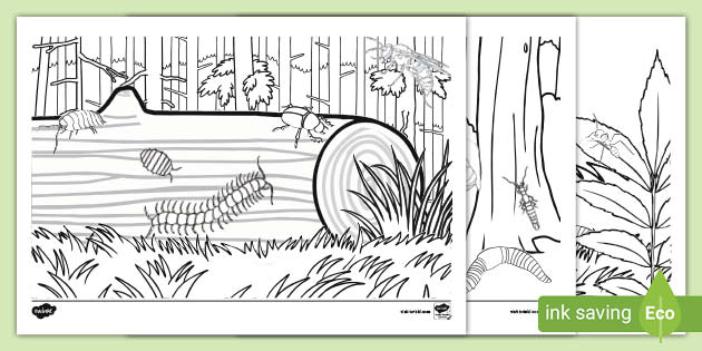 Microhabitat Colouring Sheets (teacher made)