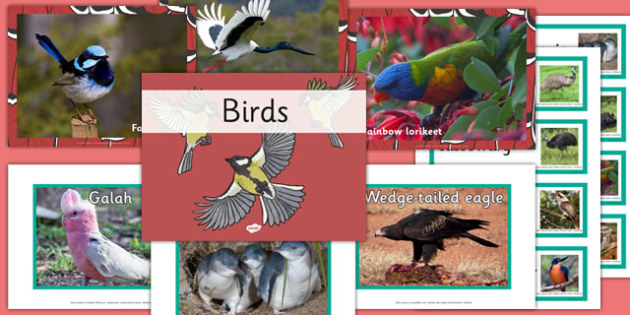 Australian Birds pack (teacher made)