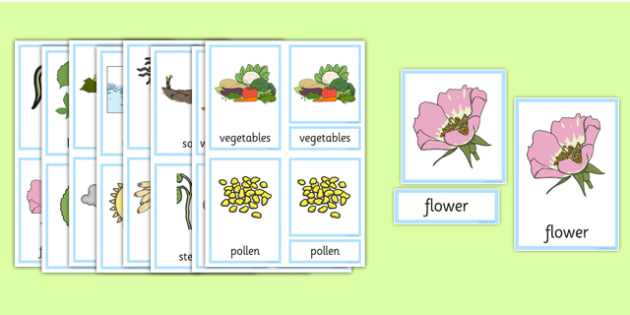 Plants and Growth Three Part Cards