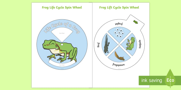 Frog Life Cycle Spin Wheel - life cycles, visual aid, frog, wheel