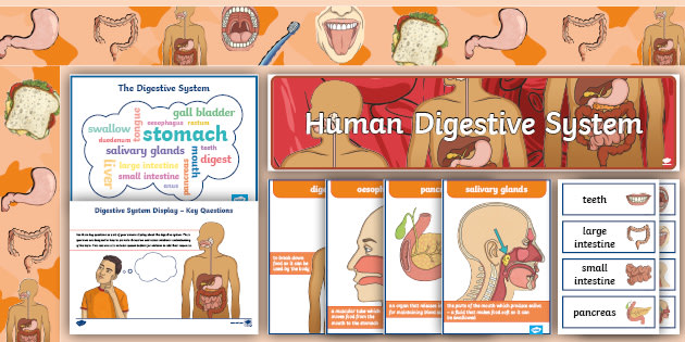 KS2 The Digestive System Display Pack