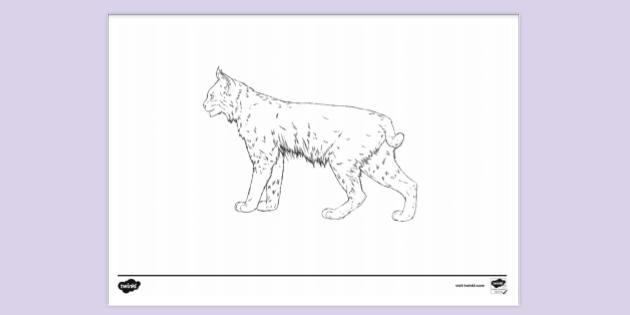 FREE! - Bobcat Colouring Sheet | Colouring Pages