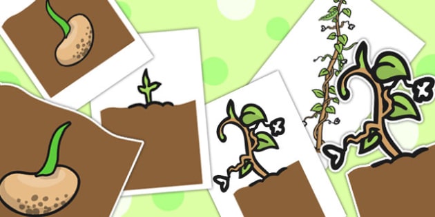 Bean Life Cycle Cut Outs