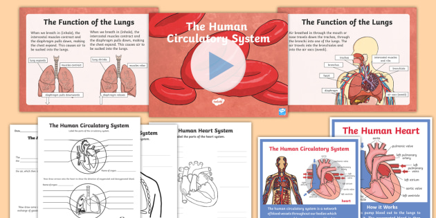 Year 6 Human Body Circulatory System Lesson Teaching Pack