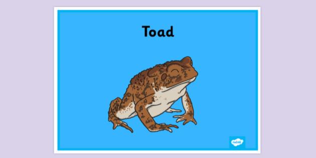 FREE! - Toad Poster | Animal | Display Poster | Primary Resources