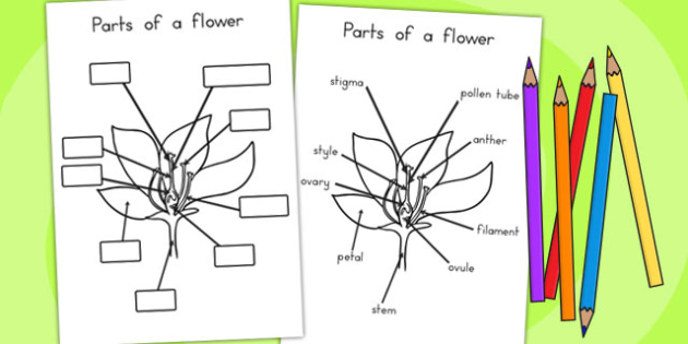 FREE! - Parts of a Plant and Flower (teacher made)