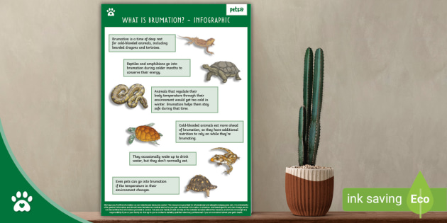 What is Brumation? - Infographic - Twinkl Pets