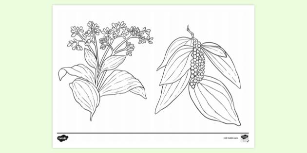 FREE! - Botanical Colouring Page (teacher made)