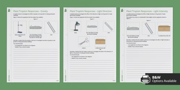 Plant Tropism Responses Extended Writing (teacher made)