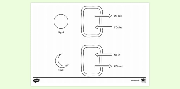 Gas Exchange in Plants Colouring Sheet | Colouring Sheets