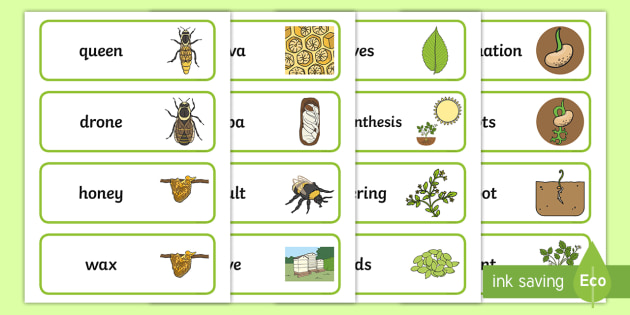 👉 Life Cycle Word Cards