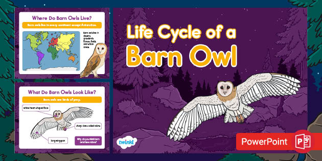 Life Cycle of a Barn Owl PowerPoint (teacher made)