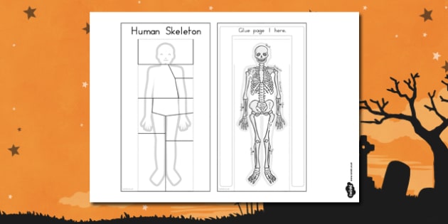 Human Skeleton Interactive Visual Aid - body, human, people