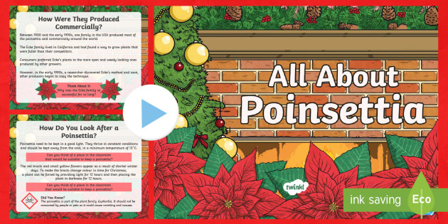 KS2 Poinsettia Information PowerPoint (teacher made)