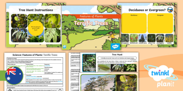 Year 1 Science Features of Plants Lesson 4 Terrific Trees