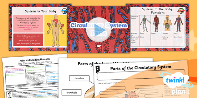 Circulatory System Year 6 | KS2 Science | Twinkl