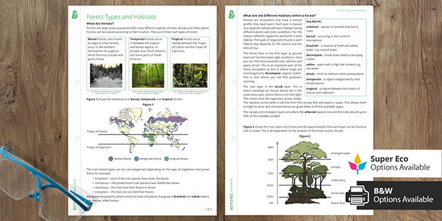 FREE! - Forest Types and Habitats Information Sheet | Beyond
