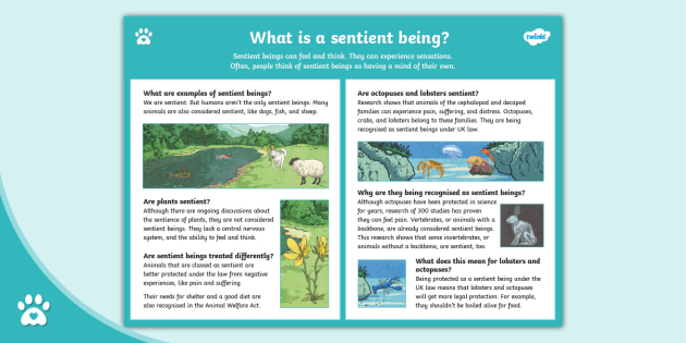 What is a Sentient Being? - Infographic - Sentience - Twinkl