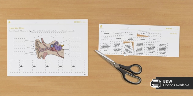 How We Hear Cut and Stick Worksheet | Biology | Beyond