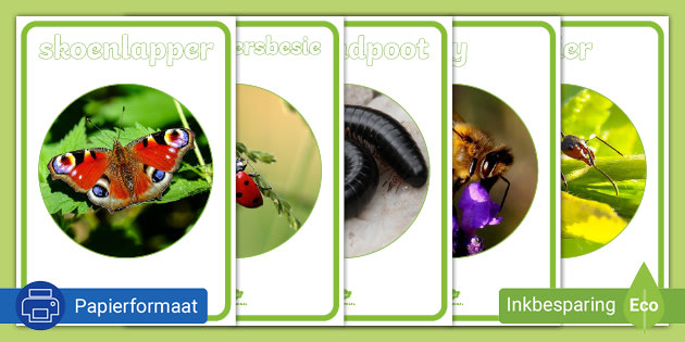 Insekte en Klein Gediertes Plakkate (teacher made)