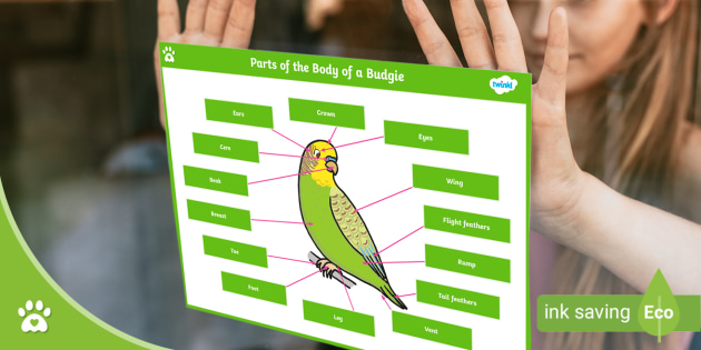 Parts of the Body of a Budgie - Display Poster - Bird Care