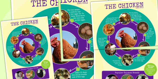 Hen Life Cycle Photo Large Display Poster (teacher made)