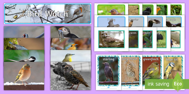 Bird Pictures Resource Pack - Picture Cards birds