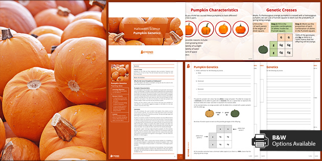 Pumpkin Genetics Halloween Lesson Pack | Biology | Beyond