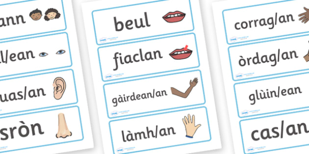 Scottish Gaelic My Body Word Cards (teacher made)